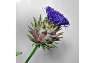Artisjok Cynara Scolymus Paper Flowers Templates · Creative Fabrica