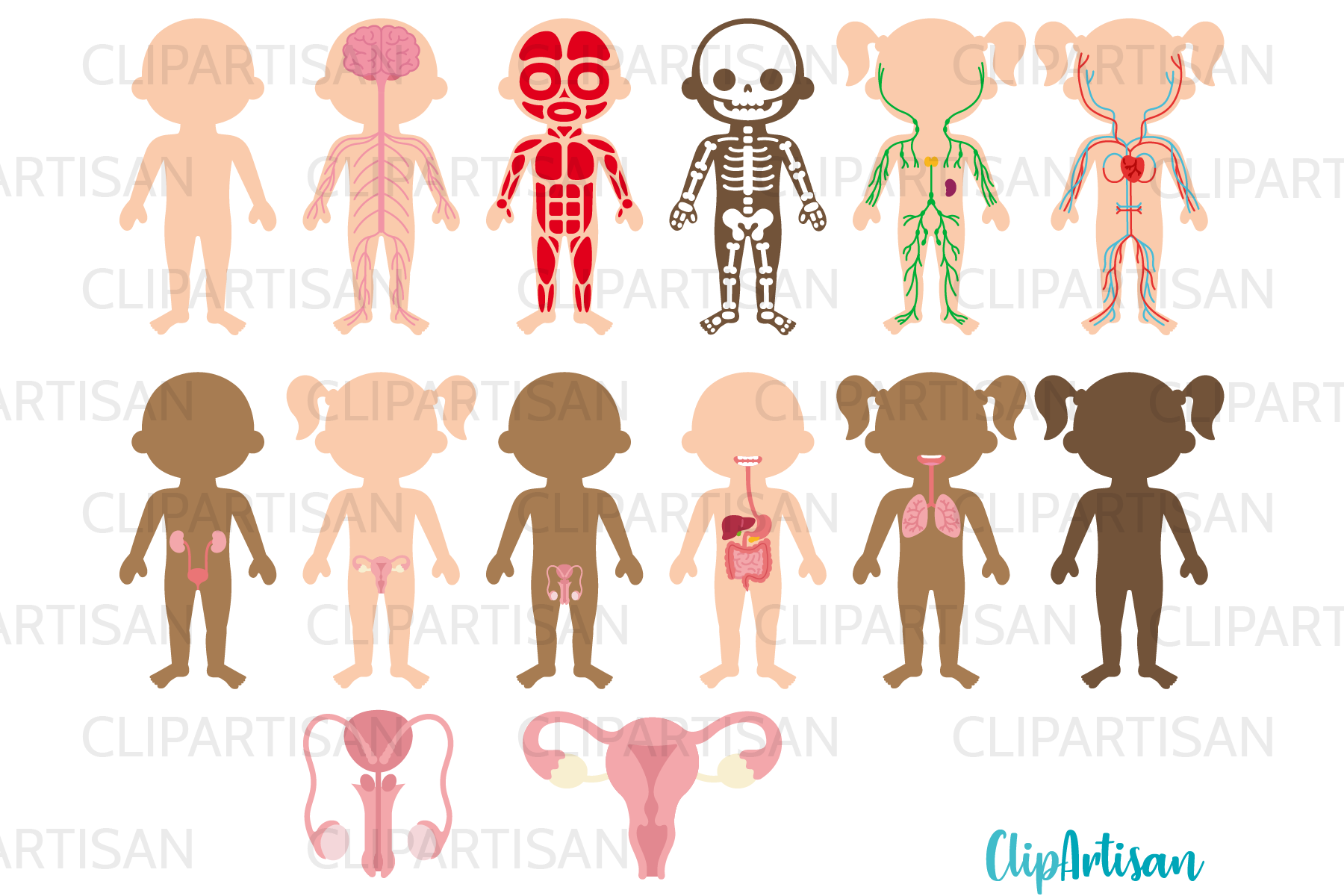 Human Body Systems Clipart Graphic by ClipArtisan · Creative Fabrica