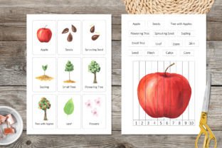 Apple Unit Study, Apple Life Cycle Print Graphic by Larysa Zabrotskaya ...