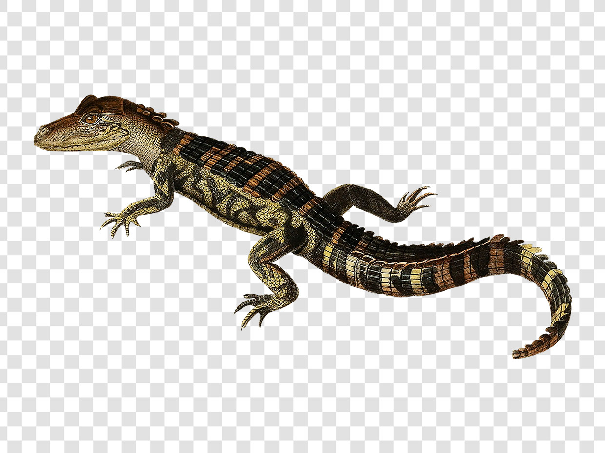 Gator Illustration Graphic by El Cutter · Creative Fabrica