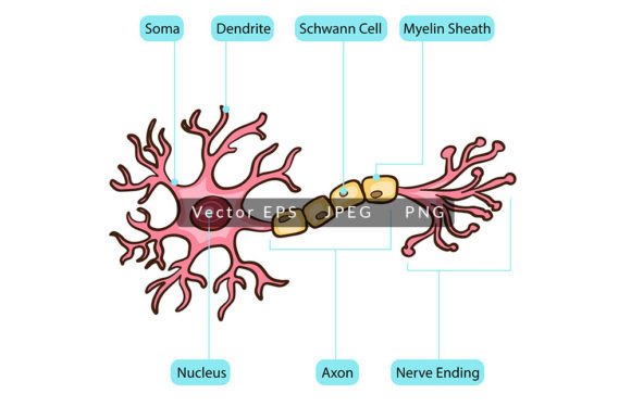Human Body Parts Organs Anatomy Bundle Bundle · Creative Fabrica