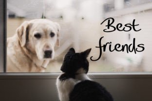 Roflag Stencil Font by Digital Typeface Studio · Creative Fabrica