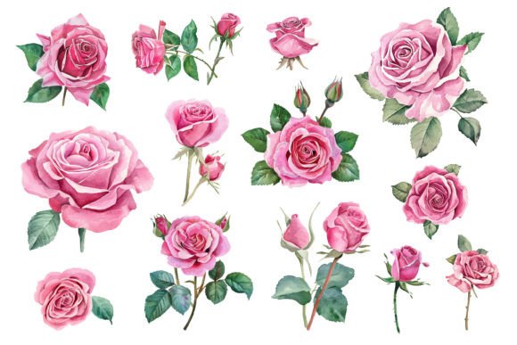 Watercolor Pink Rose Clipart for Graphic Graphic by Nayem Khan ...