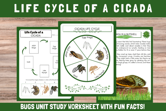 Insect, Plants & Animals Life Cycle Bundle Bundle · Creative Fabrica