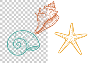 Hand Drawn Seashell Clipart PNG Graphic by Yassou Bouhad · Creative Fabrica