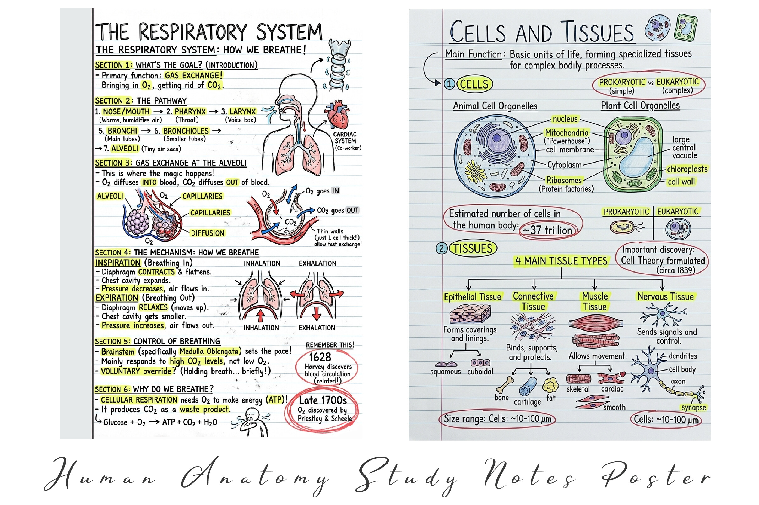 Human Anatomy Study Notes Poster Graphic by Dreamshop · Creative Fabrica