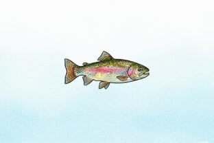Trout Fish Watercolor Clipart Graphic by designcrafts · Creative Fabrica