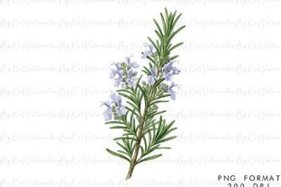 Watercolor Medicinal Herbs Bundle PNG Graphic by WatercolorByKr ...