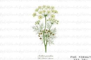 Watercolor Medicinal Herbs Bundle PNG Graphic by WatercolorByKr ...