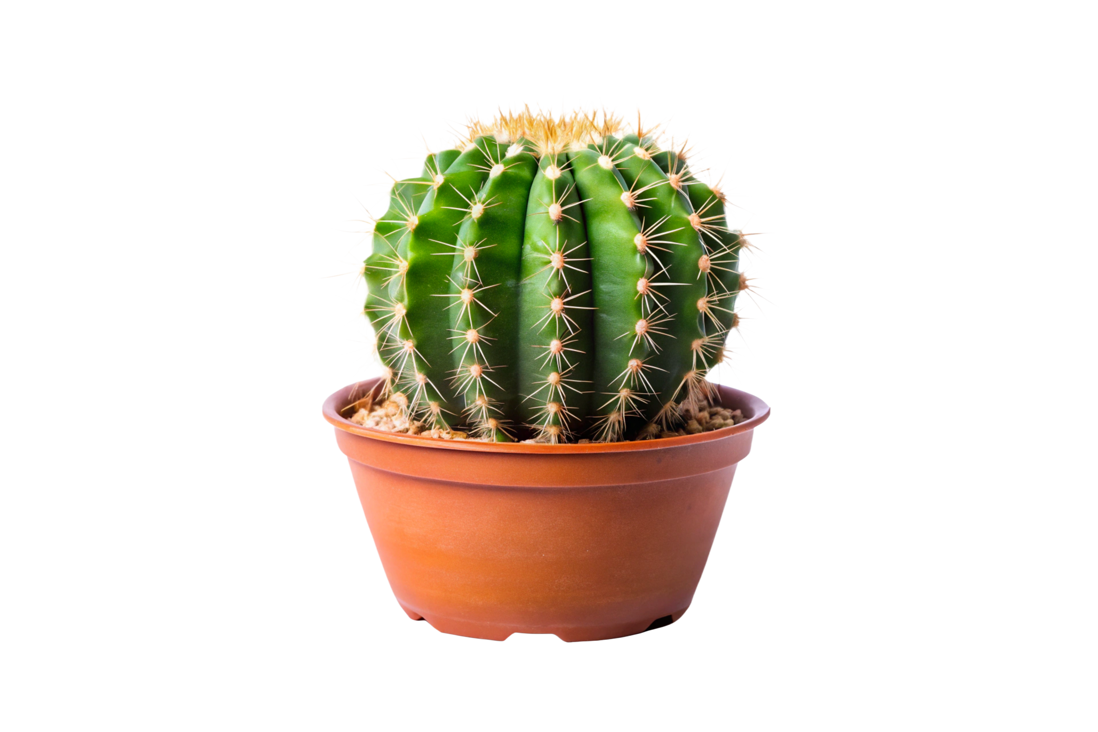 3D Cactus Terracotta Pot Clipart 3D PNG Graphic by stockmarket ...