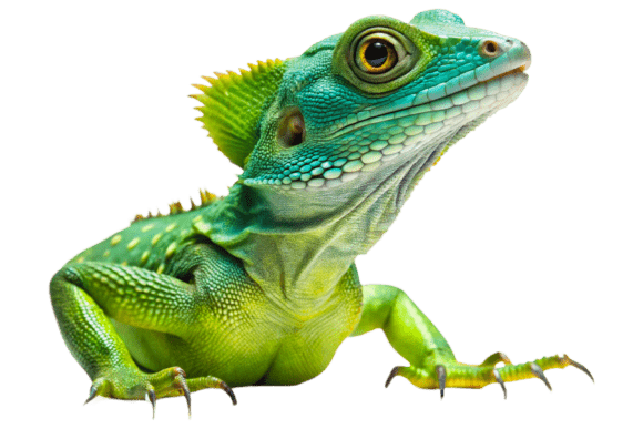 Chameleon in Flat Cartoon Style PNG Graphic by stockmarket · Creative ...