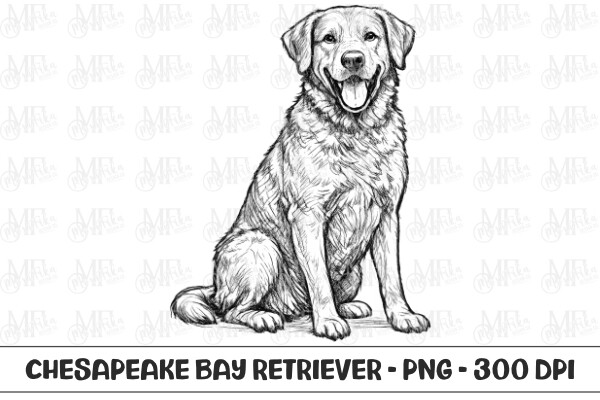 Chesapeake Bay Retriever Dog Sketch PNG Graphic by MoxiFikaDesignCo ...
