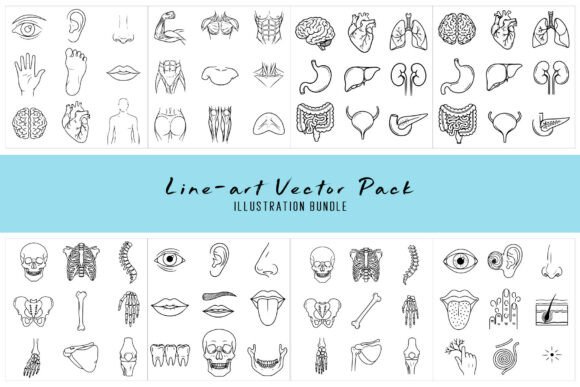 Human Anatomy Organ Line Art Vector Pack Graphic by Design BLOOM ...
