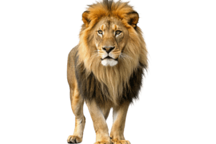 Lion Isolated on a Transparent Graphic by stockmarket · Creative Fabrica