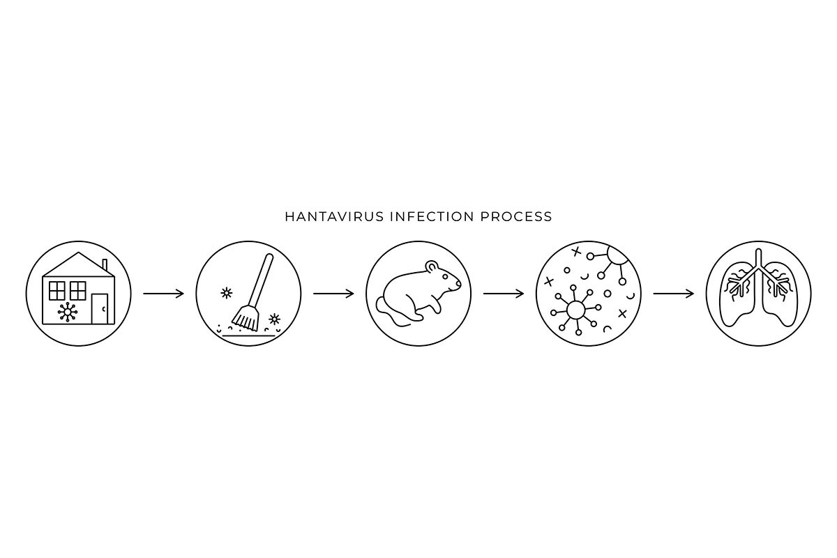 Hantavirus Infection Process Infographic Graphic by o.m-lova · Creative ...