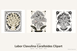 Labor Clavulina Coralloides Clipart Graphic by Velvet.Sparrow ...