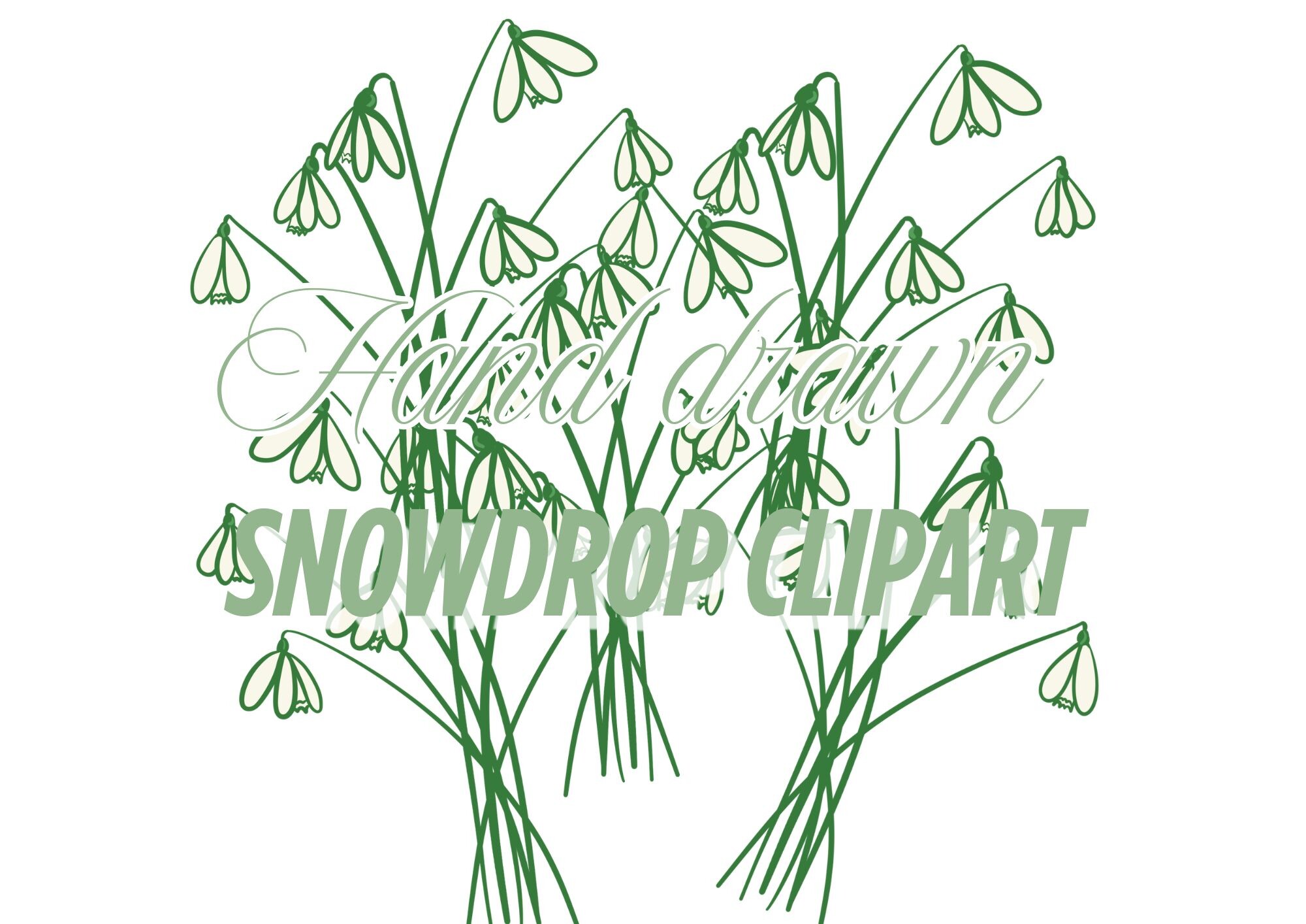 Hand Drawn Snowdrop Flowers PNG Clipart Graphic by KaroLeena · Creative ...