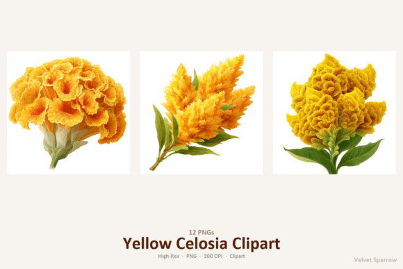 Yellow Celosia Clipart Graphic by Velvet.Sparrow · Creative Fabrica